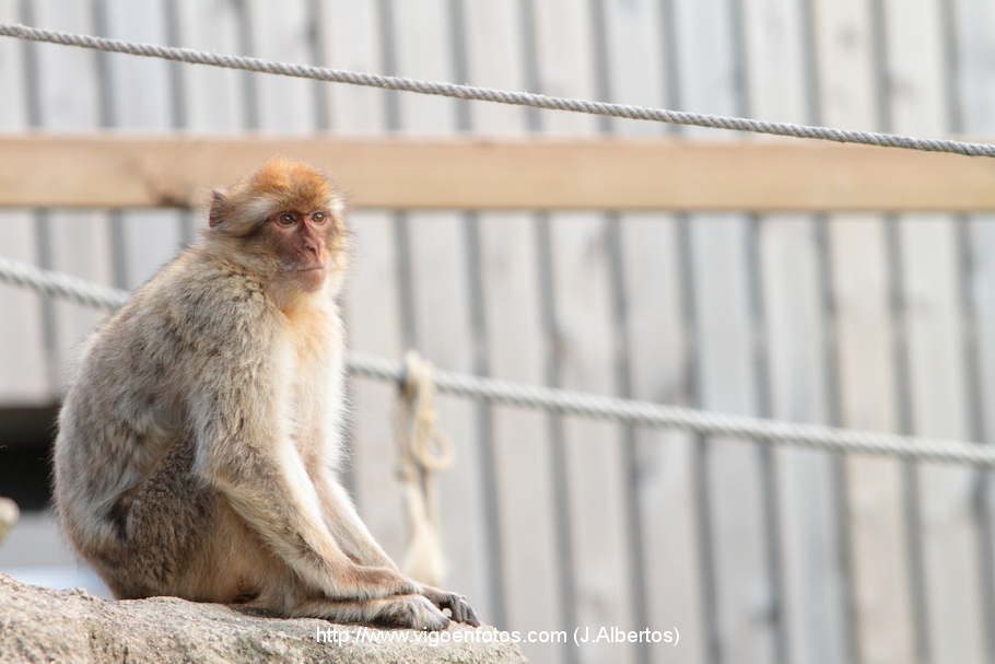 PHOTOS OF BARBARY MACAQUE - MACACA SYLVANA - VIGO BAY. GALICIA. VISIT ...