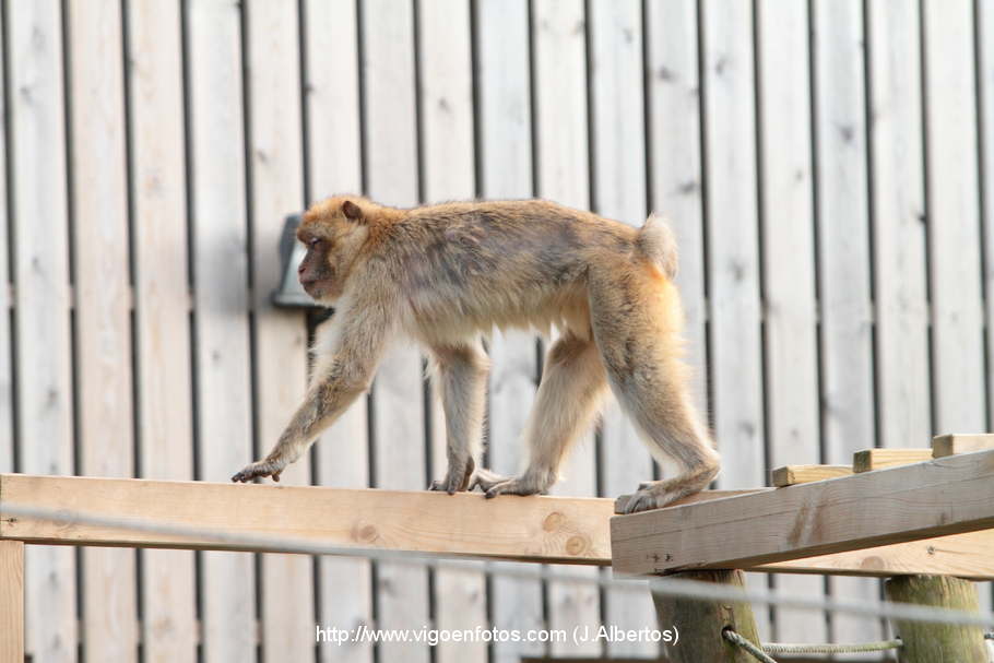 PHOTOS OF BARBARY MACAQUE - MACACA SYLVANA - VIGO BAY. GALICIA. VISIT ...