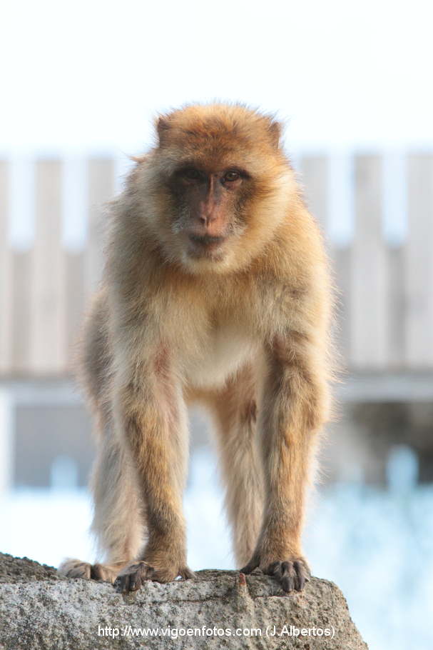 PHOTOS OF BARBARY MACAQUE - MACACA SYLVANA - VIGO BAY. GALICIA. VISIT ...