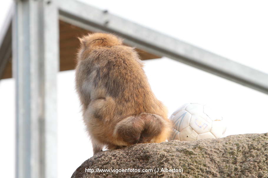 PHOTOS OF BARBARY MACAQUE - MACACA SYLVANA - VIGO BAY. GALICIA. VISIT ...