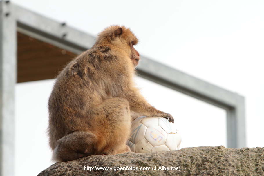 PHOTOS OF BARBARY MACAQUE - MACACA SYLVANA - VIGO BAY. GALICIA. VISIT ...