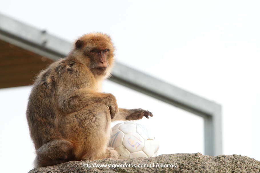 PHOTOS OF BARBARY MACAQUE - MACACA SYLVANA - VIGO BAY. GALICIA. VISIT ...