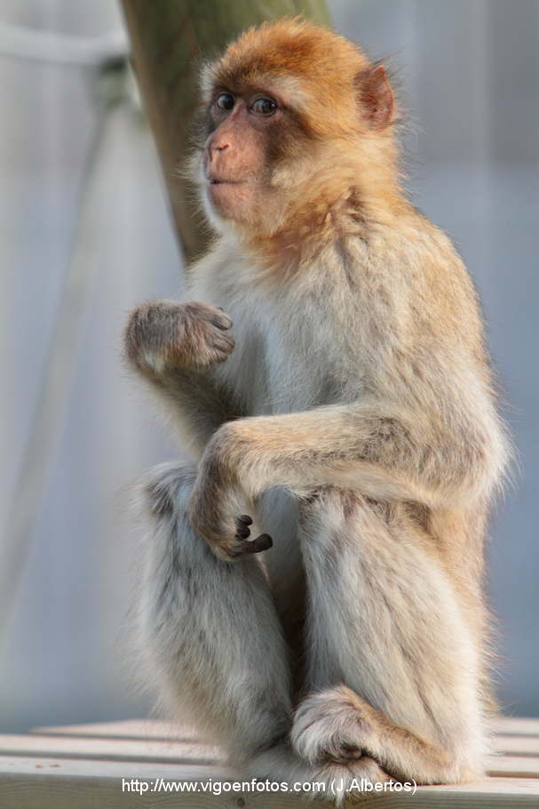 IMAGENS DE MACACO DE GIBRALTAR - RÍA DE VIGO. GALIZA. ESPANHA. IMAGENS ...