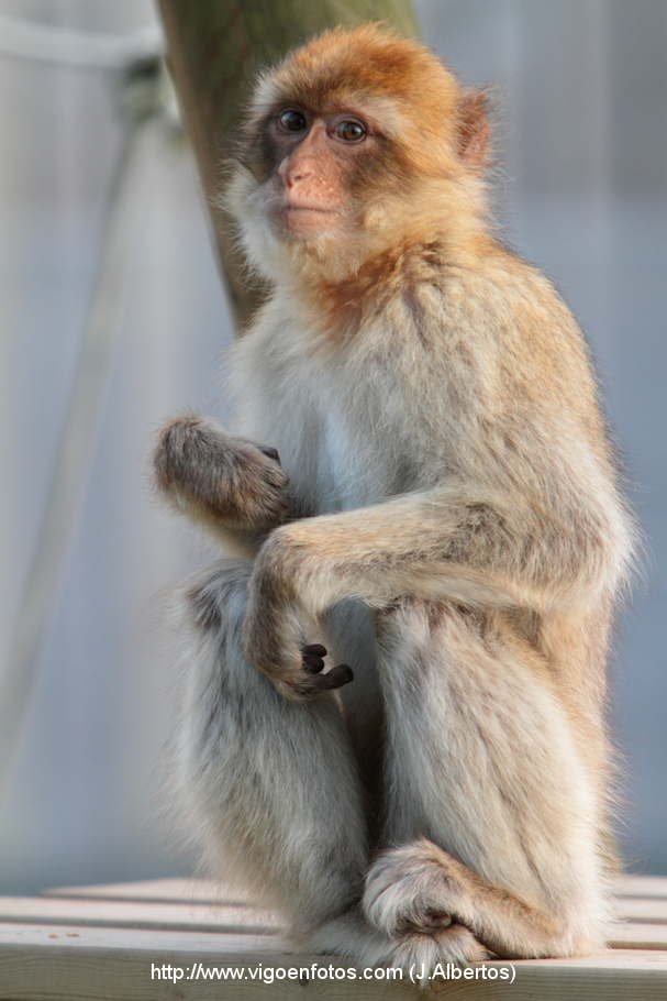 PHOTOS OF BARBARY MACAQUE - MACACA SYLVANA - VIGO BAY. GALICIA. VISIT ...