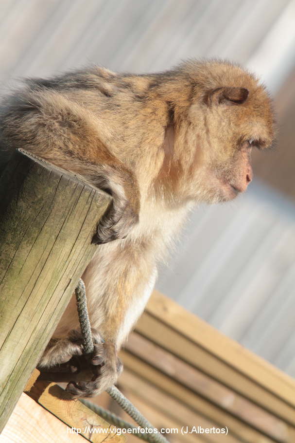 PHOTOS OF BARBARY MACAQUE - MACACA SYLVANA - VIGO BAY. GALICIA. VISIT ...