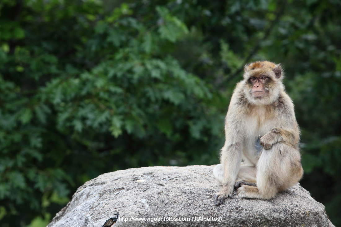 PHOTOS OF BARBARY MACAQUE - MACACA SYLVANA - VIGO BAY. GALICIA. VISIT ...