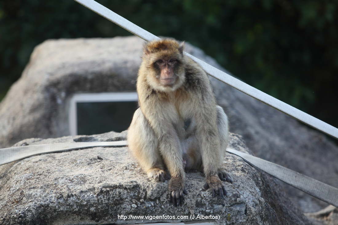 IMAGENS DE MACACO DE GIBRALTAR - RÍA DE VIGO. GALIZA. ESPANHA. IMAGENS ...