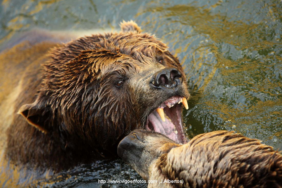 FOTOS DE OSOS PARDOS - VIGO. GALICIA - P7