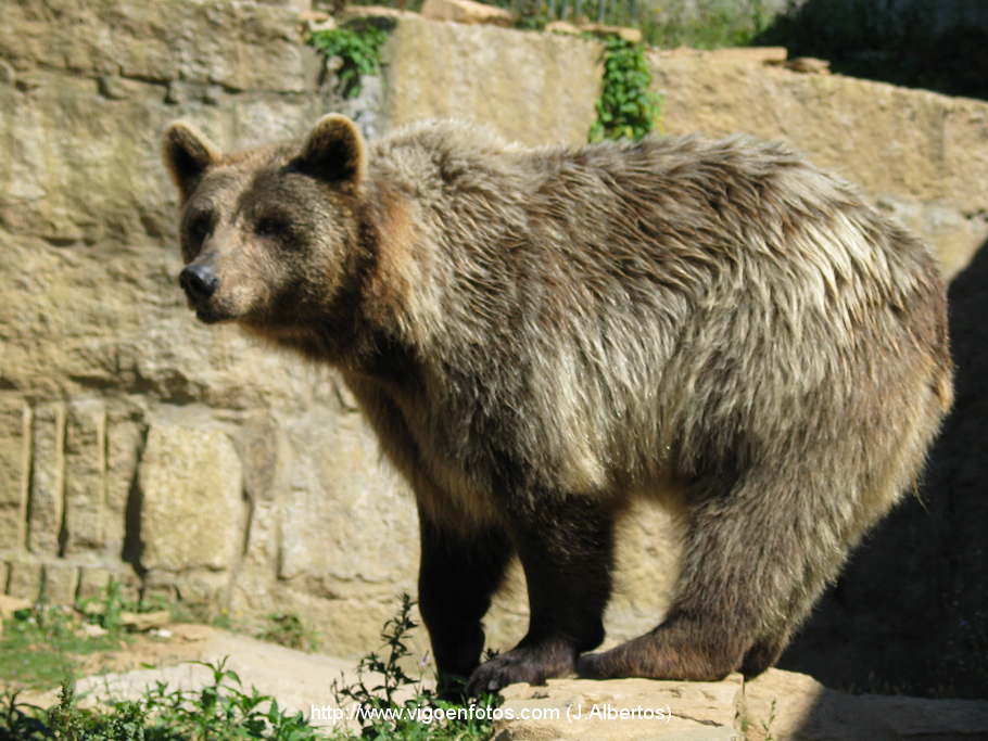 FOTOS DE OSOS PARDOS - VIGO. GALICIA