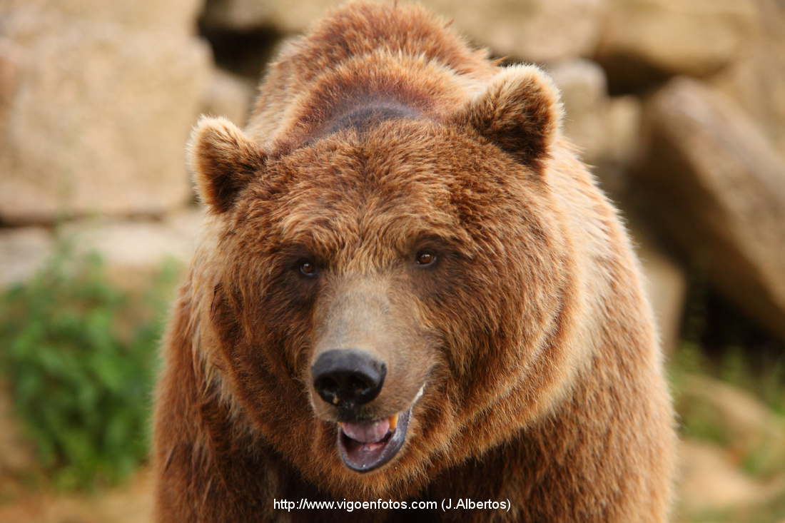 FOTOS DE OSOS PARDOS - VIGO. GALICIA - P8