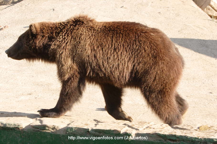 FOTOS DE OSOS PARDOS - VIGO. GALICIA - P3