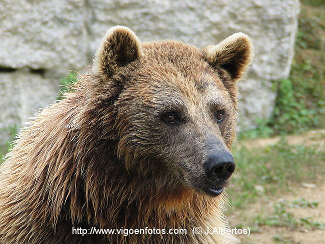 FOTOS DE OSOS PARDOS - VIGO. GALICIA