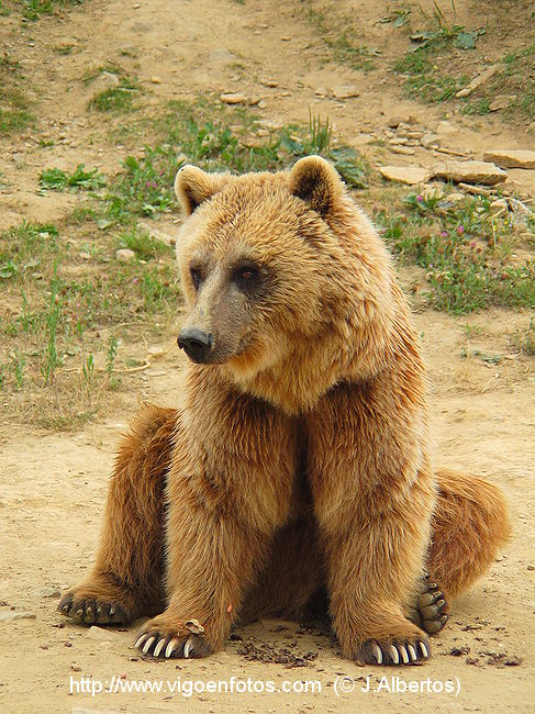 FOTOS DE OSOS PARDOS - VIGO. GALICIA - P2