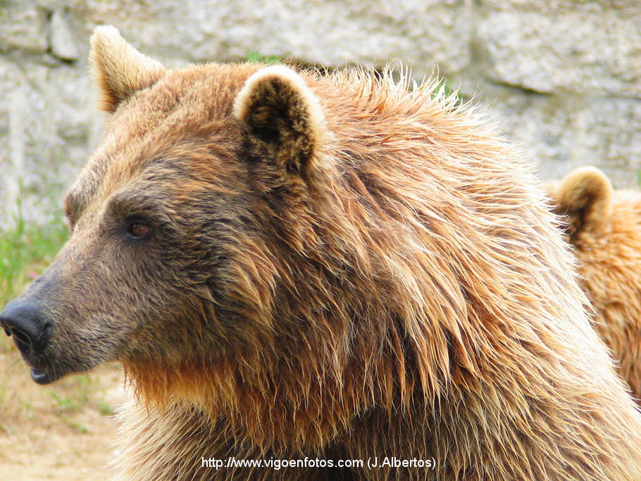 FOTOS DE OSOS PARDOS - VIGO. GALICIA - P5