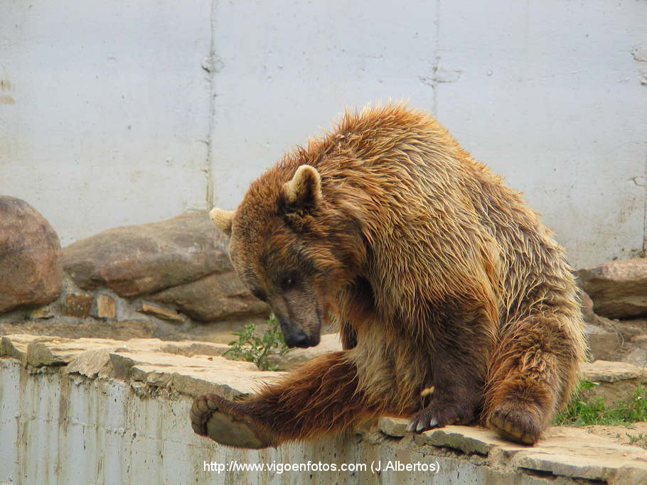 FOTOS DE OSOS PARDOS - VIGO. GALICIA - P3