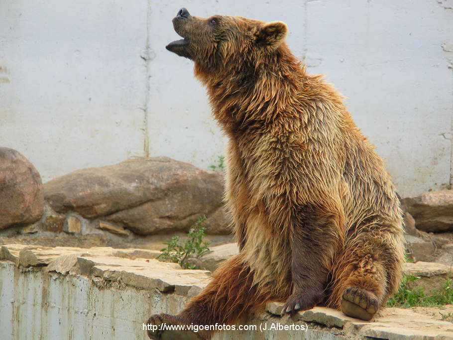 FOTOS DE OSOS PARDOS - VIGO. GALICIA