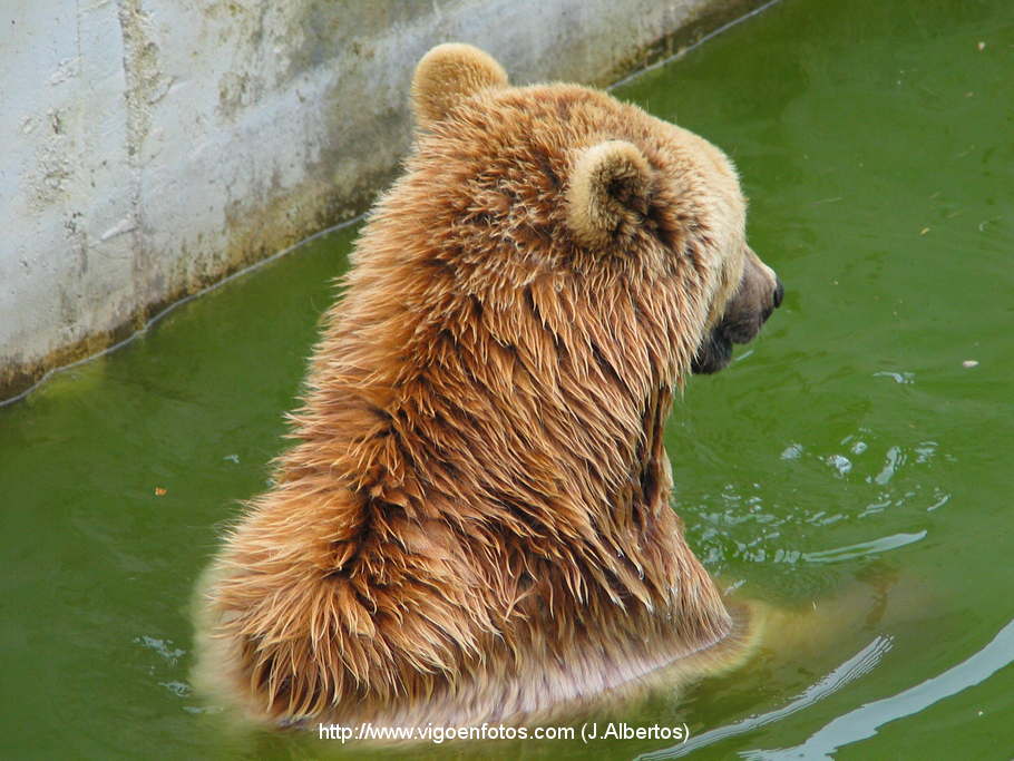 PHOTOS OF BROWN BEARS - VIGO BAY. GALICIA. VISIT SPAIN. TOURISM IMAGES - P4