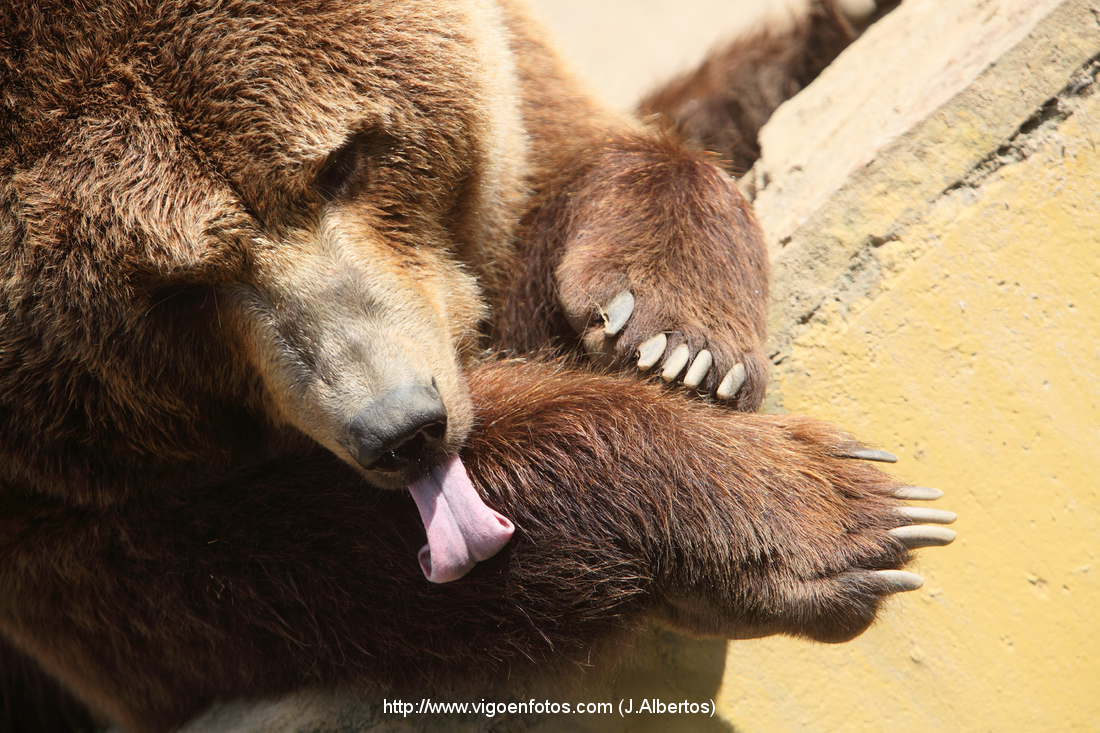 FOTOS DE OSOS PARDOS - VIGO. GALICIA - P8