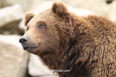 IMAGENS DE URSOS PARDOS. URSÍDEOS. - RÍA DE VIGO. GALIZA. ESPANHA ...