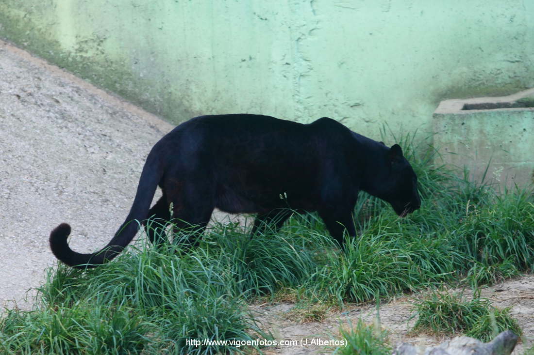 PHOTOS OF PANTERA NEGRA - VIGO BAY. GALICIA. VISIT SPAIN. TOURISM IMAGES