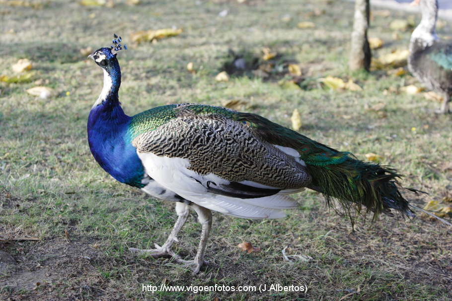 FOTOS DE PAVOS REALES. POVO REAL - VIGO. GALICIA