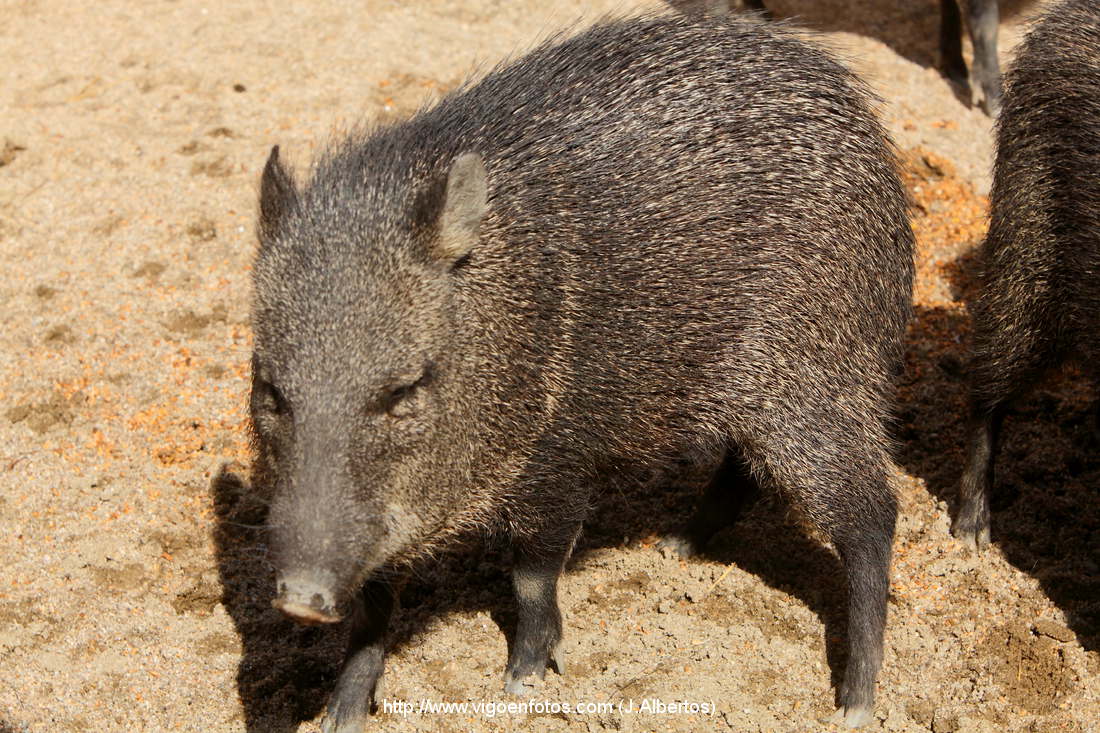 FOTOS DE PECARÍS DE COLLAR - VIGO. GALICIA