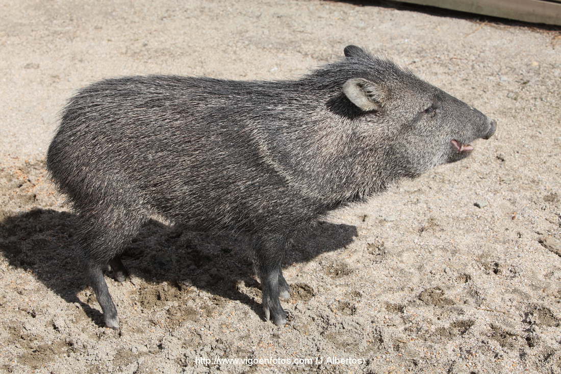 PHOTOS OF PECARÍS DE COLLAR - VIGO BAY. GALICIA. VISIT SPAIN. TOURISM ...