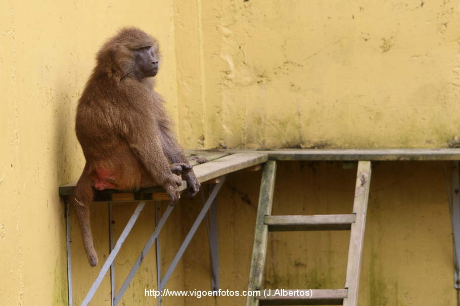 PHOTOS OF PRIMATES, MONKEYS, CHIMPANZEE, ... - VIGO BAY. GALICIA. VISIT ...