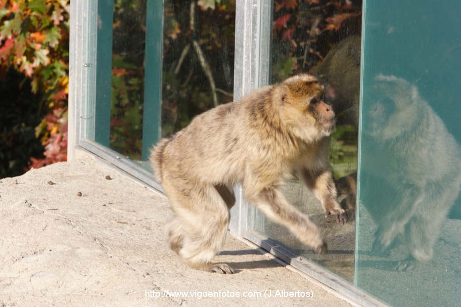 PHOTOS OF PRIMATES, MONKEYS, CHIMPANZEE, ... - VIGO BAY. GALICIA. VISIT ...