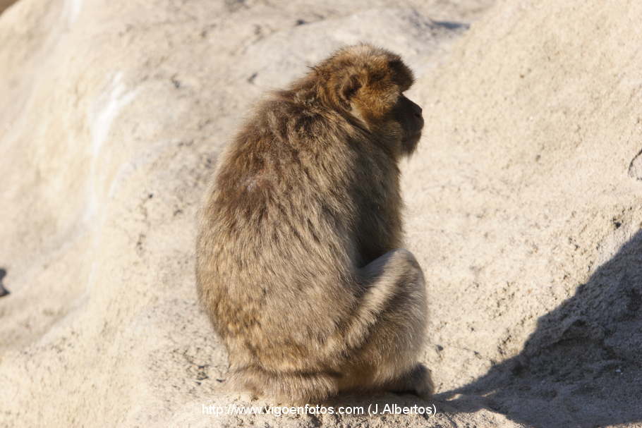 PHOTOS OF PRIMATES, MONKEYS, CHIMPANZEE, ... - VIGO BAY. GALICIA. VISIT ...