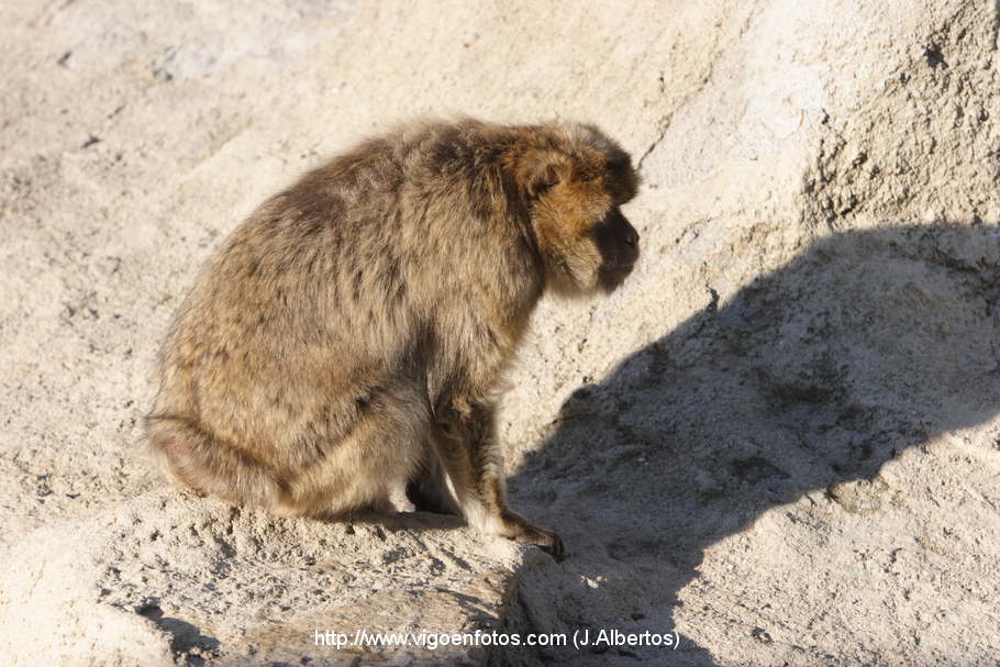 PHOTOS OF PRIMATES, MONKEYS, CHIMPANZEE, ... - VIGO BAY. GALICIA. VISIT ...