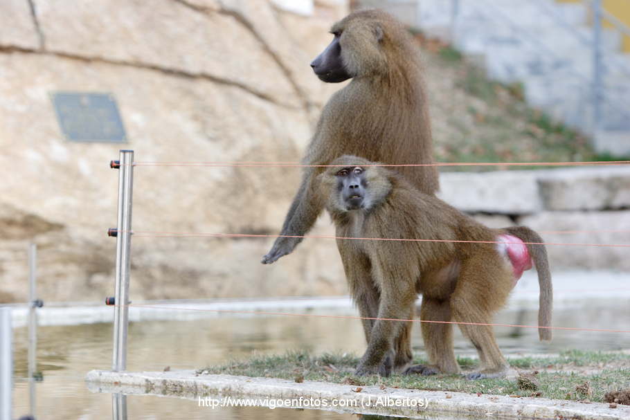 PHOTOS OF PRIMATES, MONKEYS, CHIMPANZEE, ... - VIGO BAY. GALICIA. VISIT ...