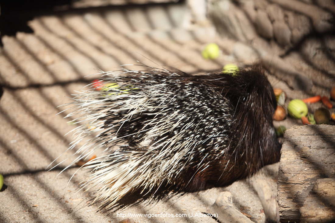 FOTOS DE PUERCOESPÍN O PUERCO ESPÍN - VIGO. GALICIA
