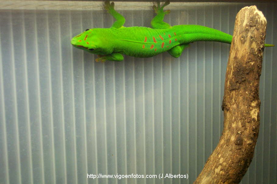PHOTOS OF SNAKES, REPTILES AND AMPHIBIANS - VIGO BAY. GALICIA. VISIT ...