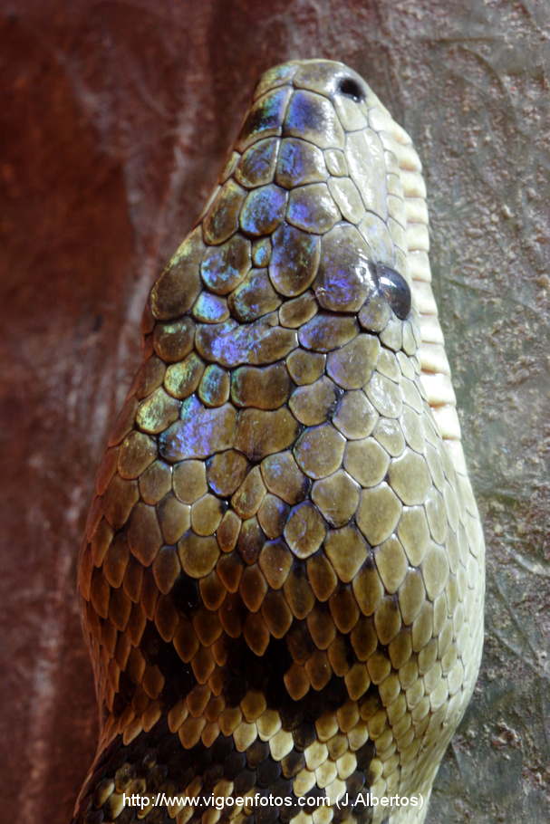 PHOTOS OF SNAKES, REPTILES AND AMPHIBIANS - VIGO BAY. GALICIA. VISIT ...