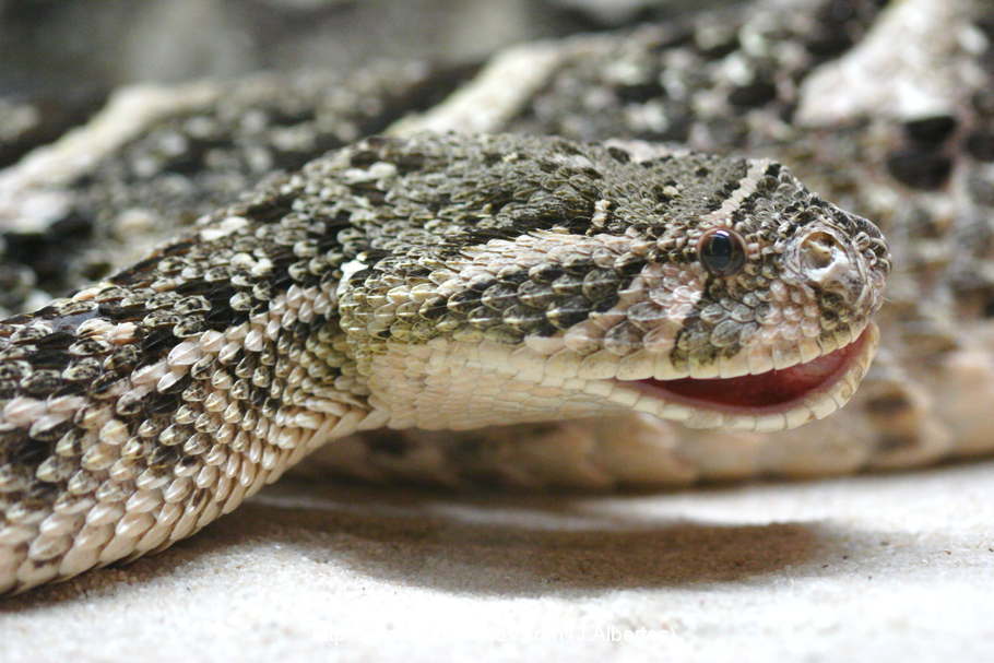 PHOTOS OF SNAKES, REPTILES AND AMPHIBIANS - VIGO BAY. GALICIA. VISIT ...