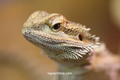 PHOTOS OF SNAKES, REPTILES AND AMPHIBIANS - VIGO BAY. GALICIA. VISIT ...