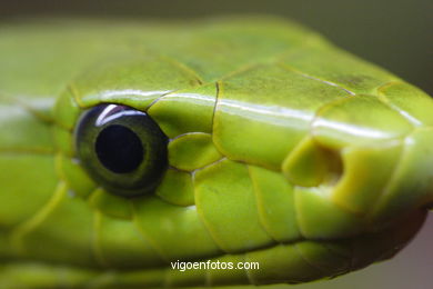 PHOTOS OF SNAKES, REPTILES AND AMPHIBIANS - VIGO BAY. GALICIA. VISIT ...
