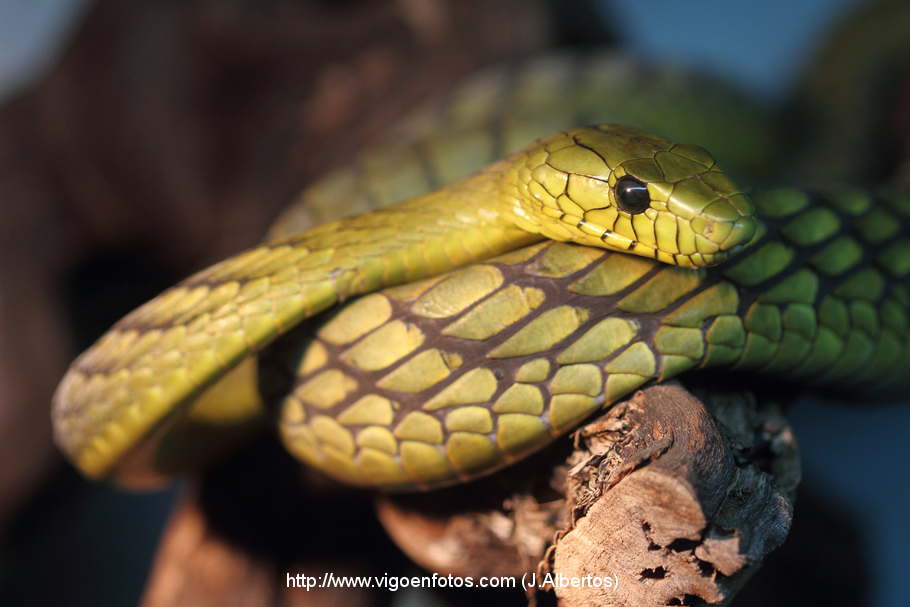 FOTOS DE SERPIENTES, CULEBRAS, BOAS, COBRAS, CASCABEL, PITÓN, MAMBA ...