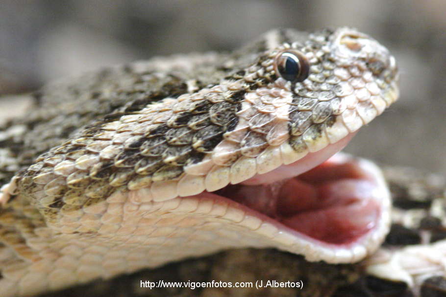FOTOS DE SERPIENTES, CULEBRAS, BOAS, COBRAS, CASCABEL, PITÓN, MAMBA ...