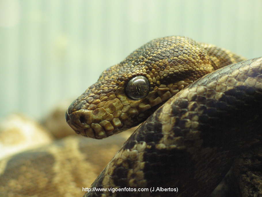 FOTOS DE SERPIENTES, CULEBRAS, BOAS, COBRAS, CASCABEL, PITÓN, MAMBA ...
