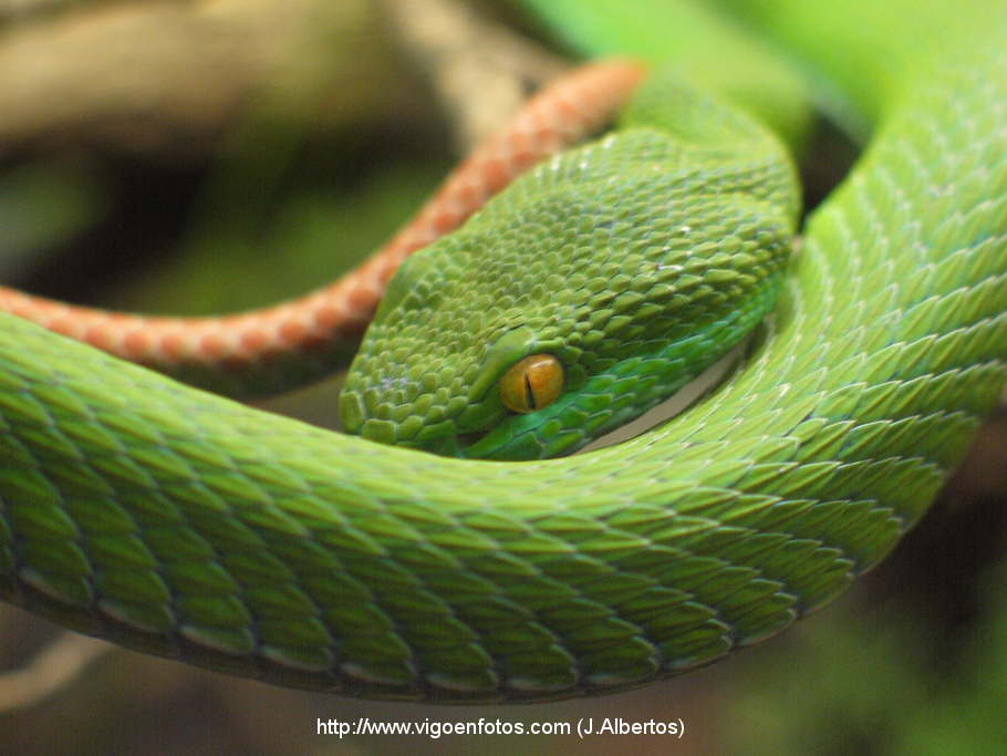 FOTOS DE SERPIENTES, CULEBRAS, BOAS, COBRAS, CASCABEL, PITÓN, MAMBA ...