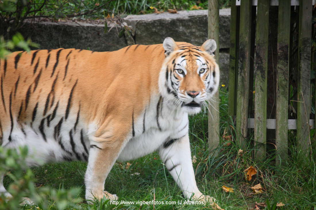 PHOTOS OF TIGERS - VIGO BAY. GALICIA. VISIT SPAIN. TOURISM IMAGES - P3