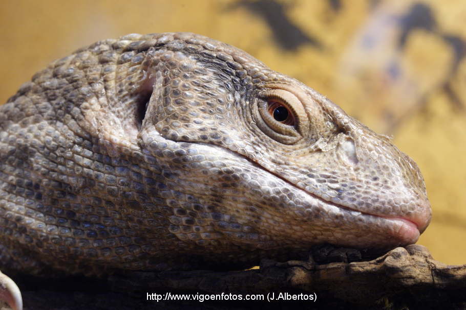 FOTOS DE VARANOS: VARANO DE LA SABANA. REPTILES. LAGARTOS - VIGO ...