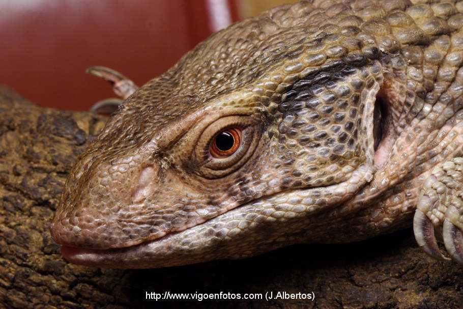 PHOTOS OF SAVANNAH MONITOR. REPTILES. LIZARD - VIGO BAY. GALICIA. VISIT ...