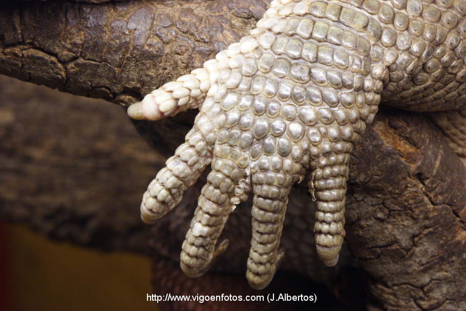 FOTOS DE VARANOS: VARANO DE LA SABANA. REPTILES. LAGARTOS - VIGO. GALICIA