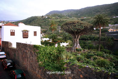 PHOTOS DE DRAGO. ICOD DE VINS. ILES CANARIES TENERIFE - - DRAGO ...
