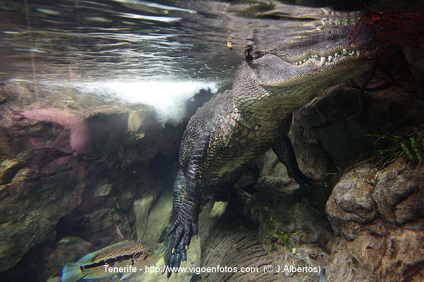 IMAGENS DE COCODRILOS, ALIGATORES, CAIMANES. ILHAS CANÁRIAS. TENERIFE ...