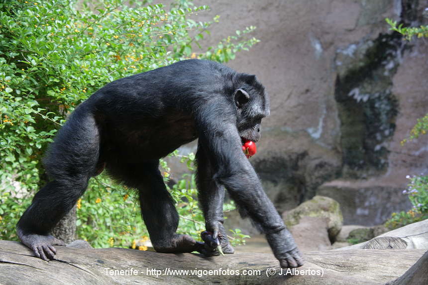FOTOS DE CHIMPANCES, PRIMATES. TENERIFE. ISLAS CANARIAS. - LORO PARK ...
