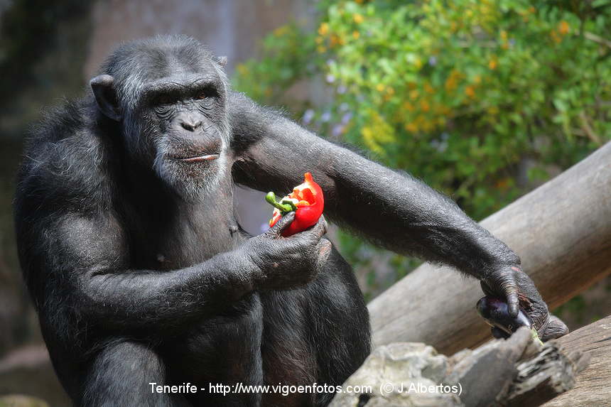 FOTOS DE CHIMPANCES, PRIMATES. TENERIFE. ISLAS CANARIAS. - LORO PARK ...